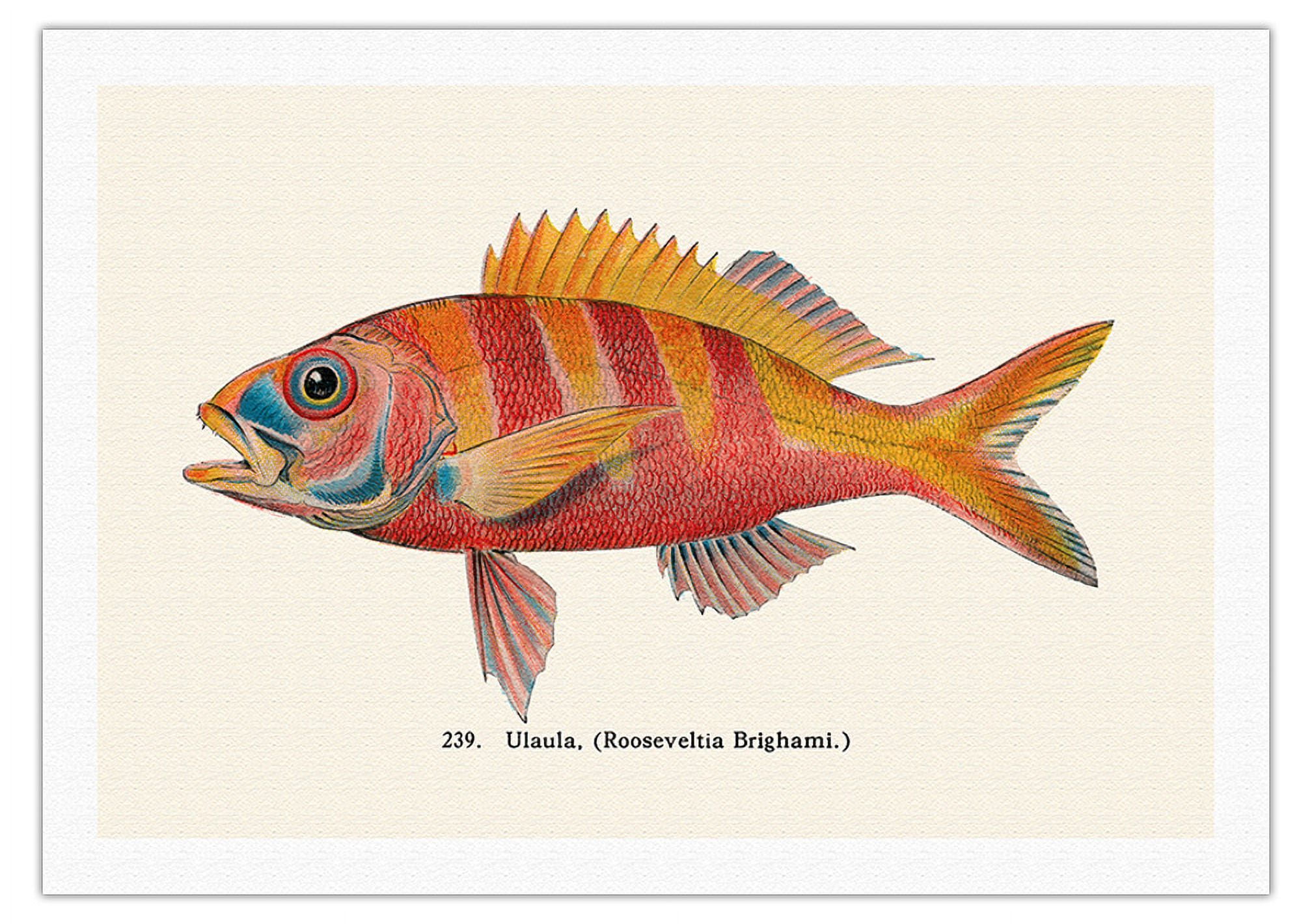 Ula’ula (Rooseveltia Brighami) - Hawaii Ruby Snapper Onaga Fish ...