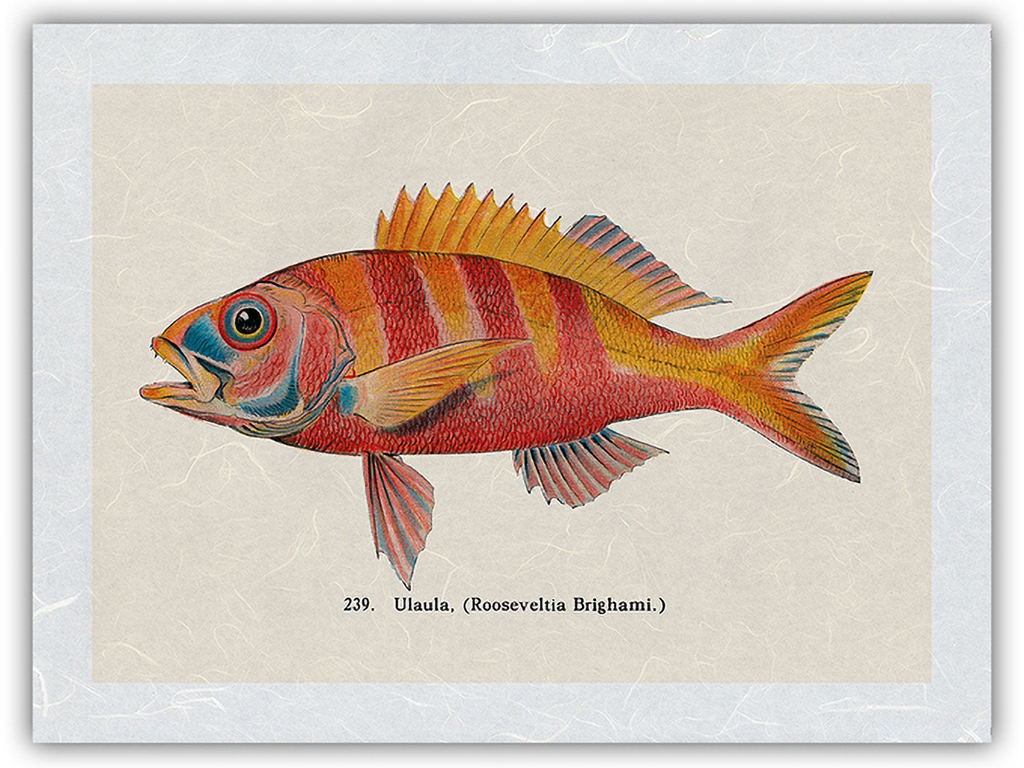 Ula’ula (Rooseveltia Brighami) - Hawaii Ruby Snapper Onaga Fish ...