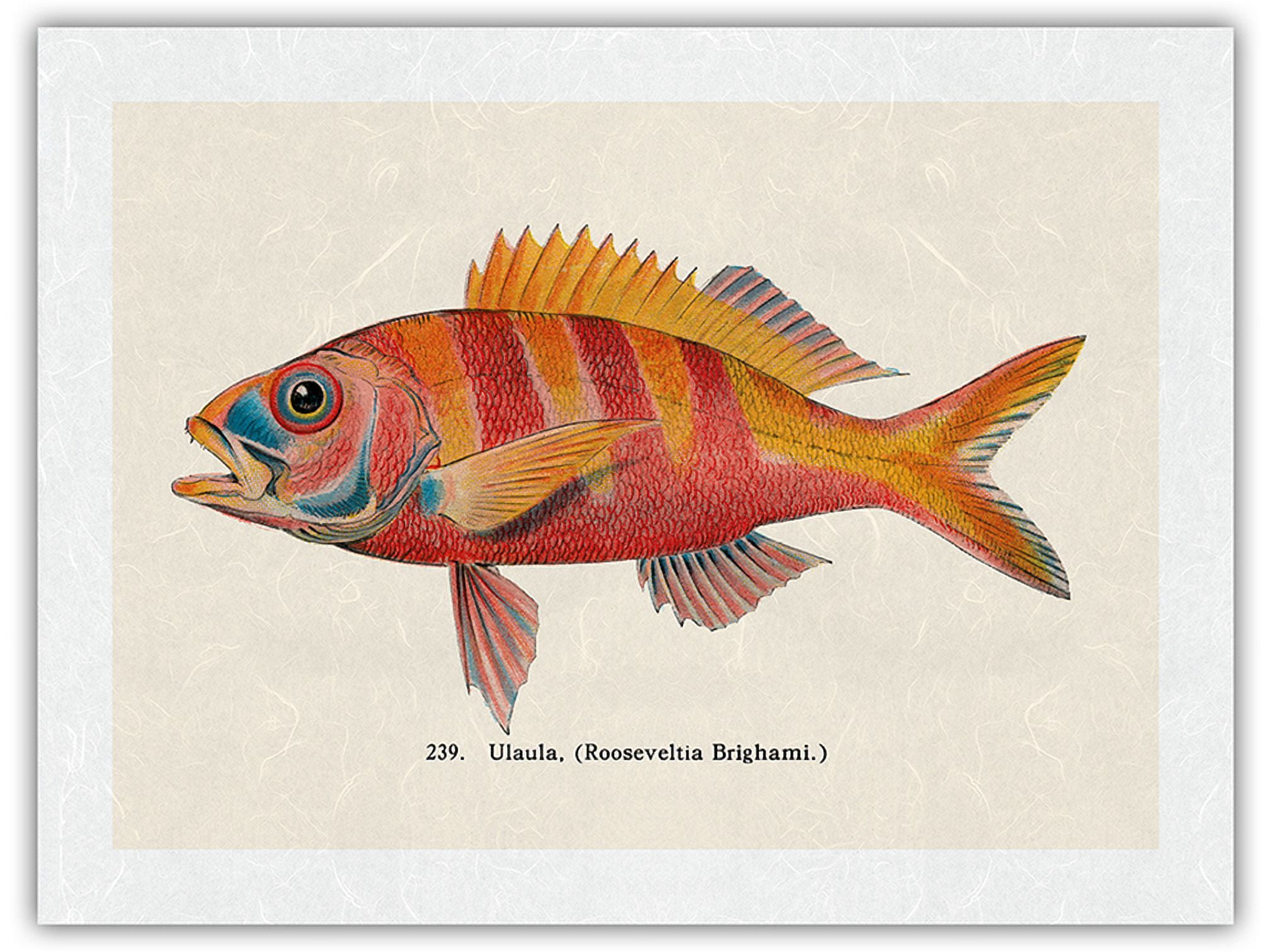 Ula’ula (Rooseveltia Brighami) - Hawaii Ruby Snapper Onaga Fish ...