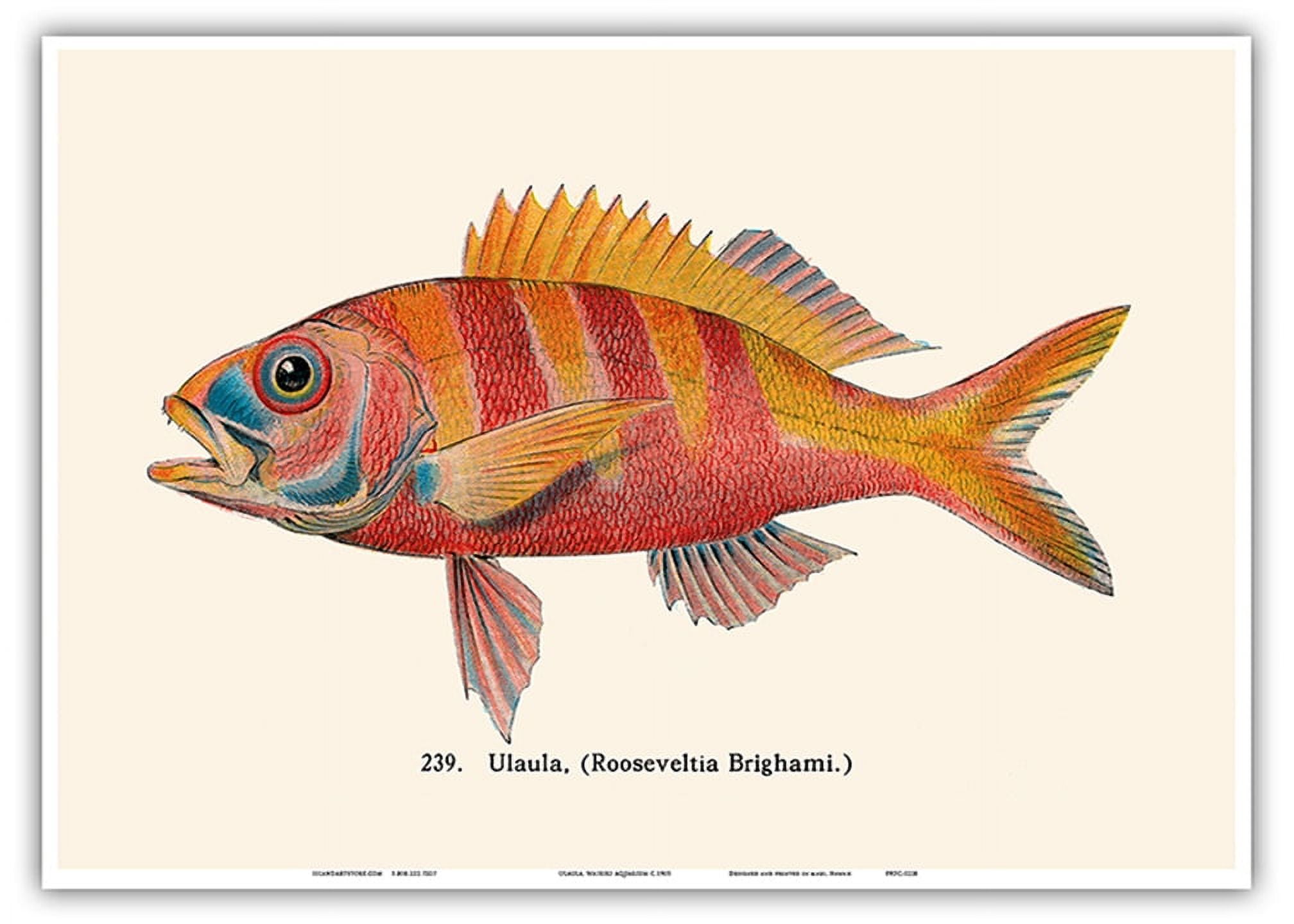 Ula’ula (Rooseveltia Brighami) - Hawaii Ruby Snapper Onaga Fish ...
