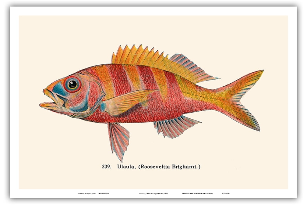 Ula’ula (Rooseveltia Brighami) - Hawaii Ruby Snapper Onaga Fish ...