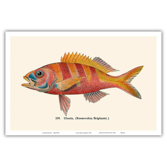 Ula’ula (Rooseveltia Brighami) - Hawaii Ruby Snapper Onaga Fish ...