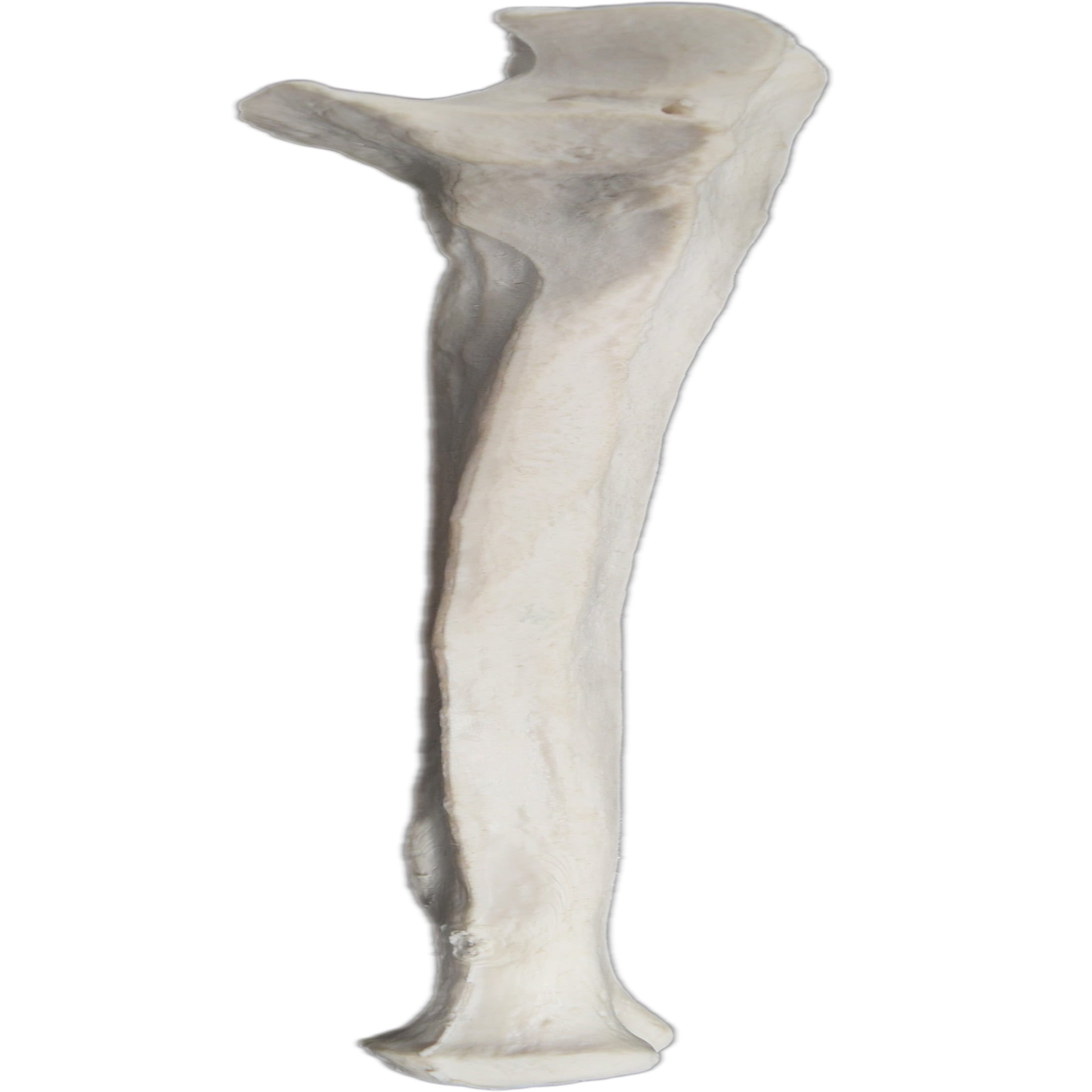 Ulna Bone Model - Left - Anatomically Accurate Human Ulnar Bone Replica ...