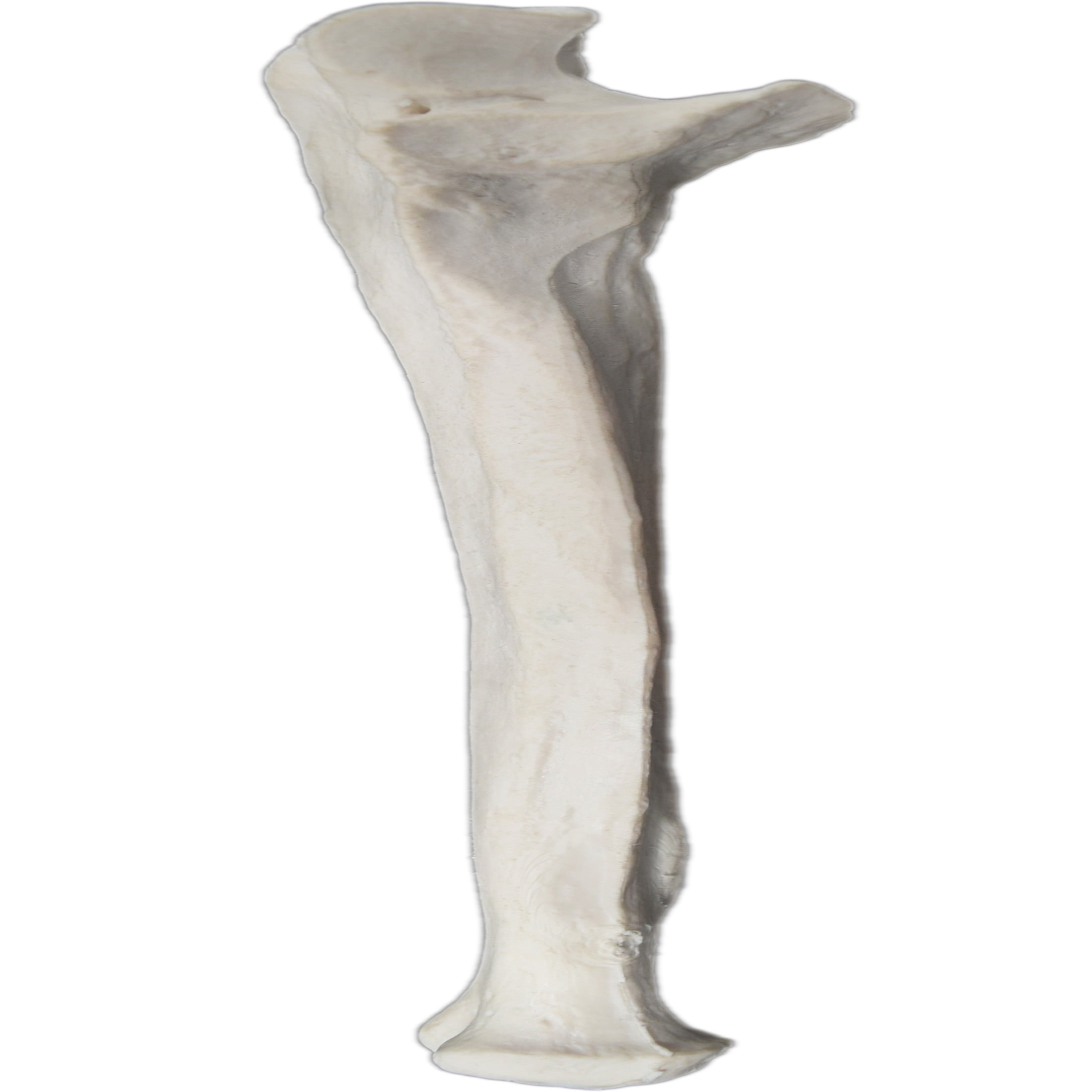Ulna Bone Model - Right - Anatomically Accurate Human Ulnar Bone ...