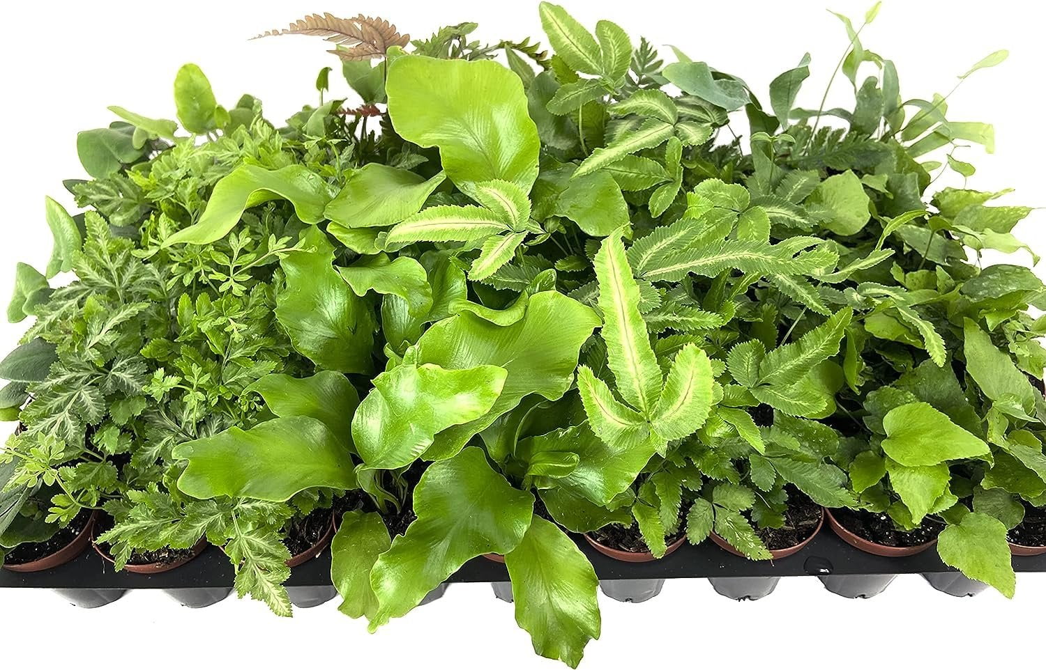 Ultimate Fern Collection - 45 Live Plants in 2 Inch Pots - Grower's ...