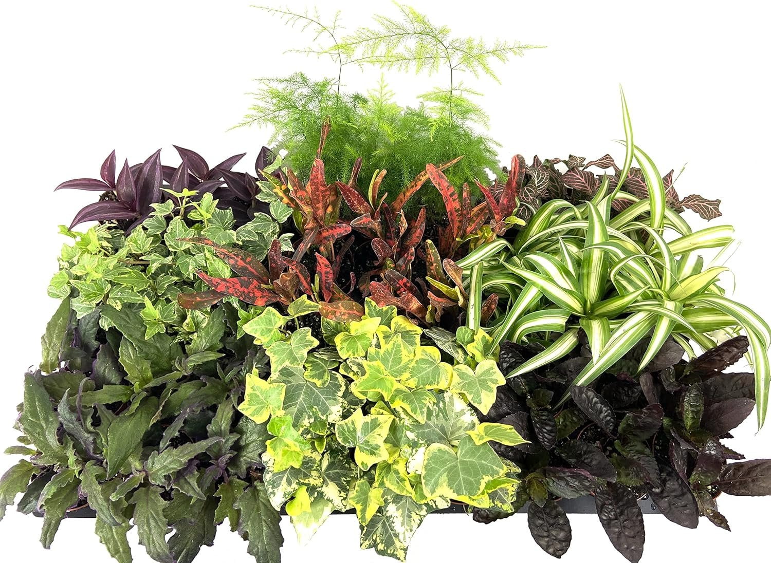 Ultimate Indoor Houseplant Collection - 45 Live Plants in 2 Inch Pots ...