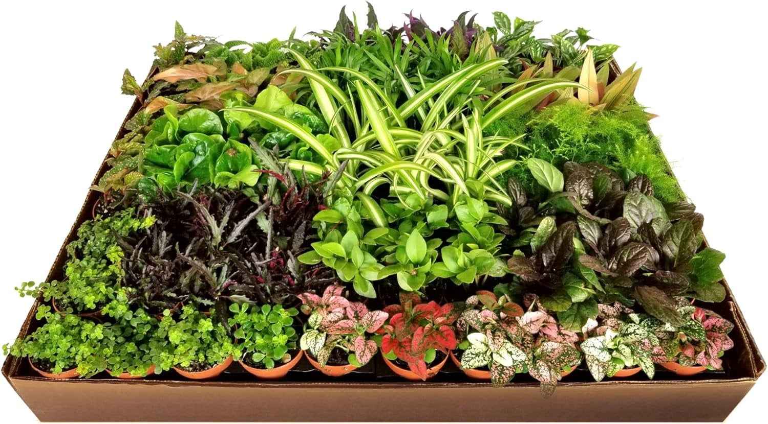Ultimate Indoor Houseplant Collection - 90 Live Plants in 2 Inch Pots ...