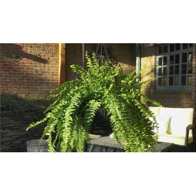 Ultimate Innovations Ultimate Innovations Set of 2 Self-Watering ...