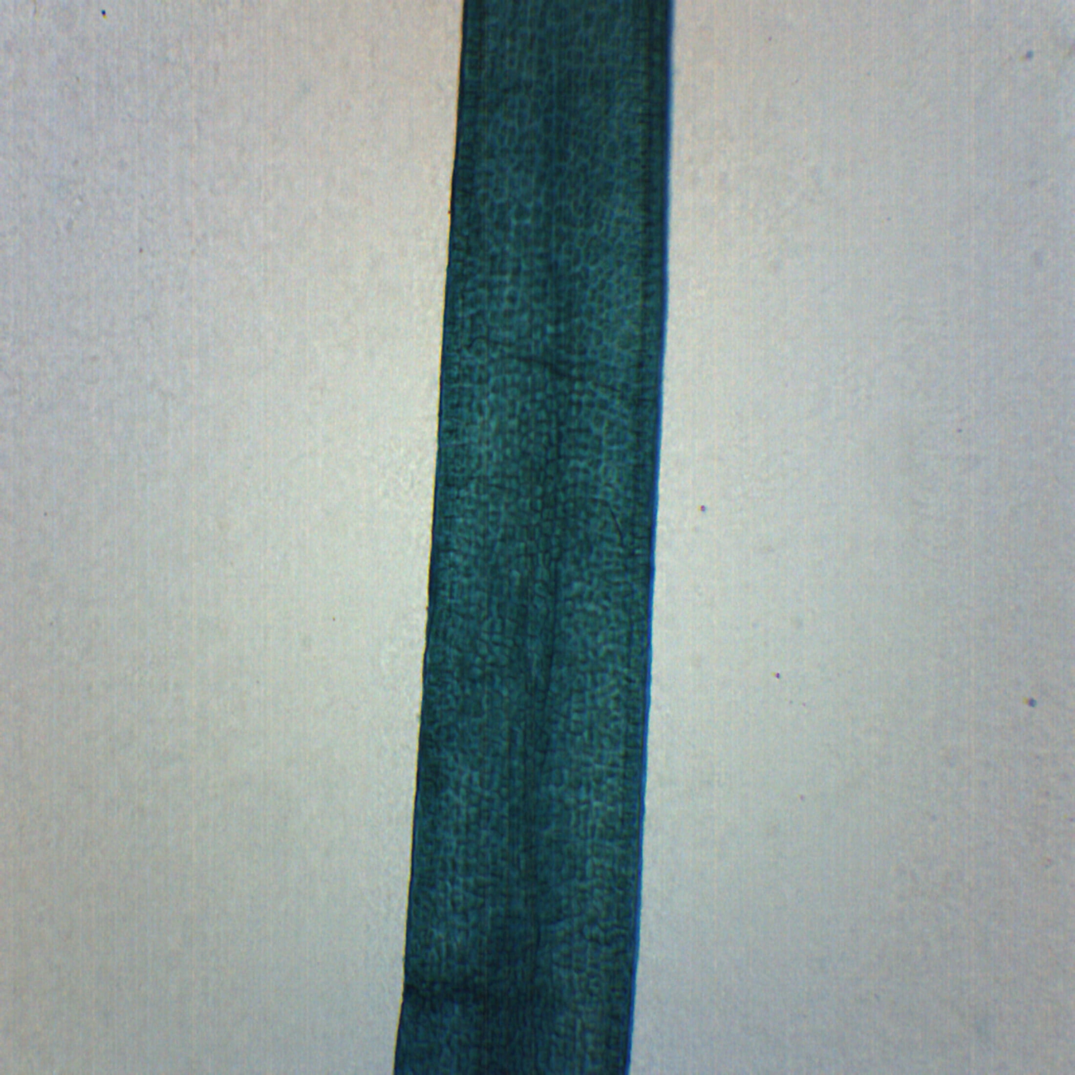 Ulva Thallus (Sea Lettuce), Wholemount - Prepared Microscope Slide - 75 ...