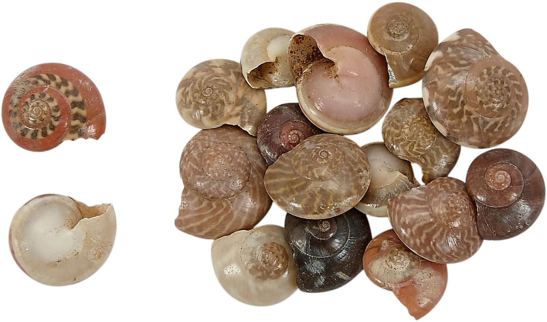 Umbonium Natural Craft Assorted Bulk Shells Seashells .25-.5" (1 Kilo ...