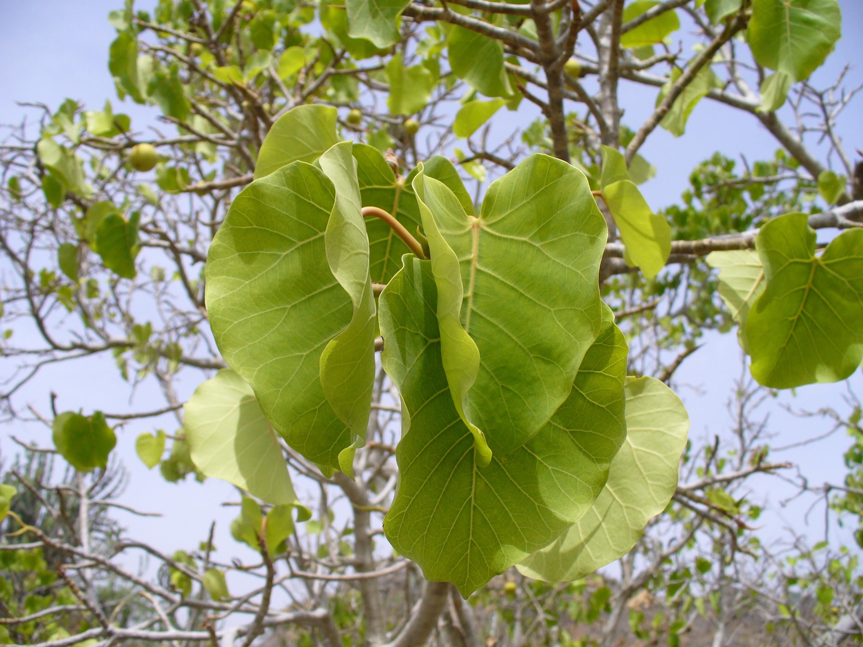 Umbrella Tree Fig–Ficus umbellata–Elegant indoor plant 6" Pot - Walmart.com