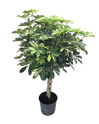 Umbrella Tree - 'Gold Capella' Live Braided Schefflera Arboricola ...