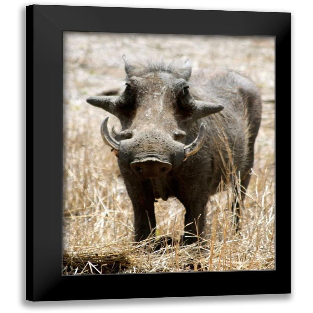 Underdahl, Dana 12x14 Black Modern Framed Museum Art Print Titled - Warthog - Walmart.com