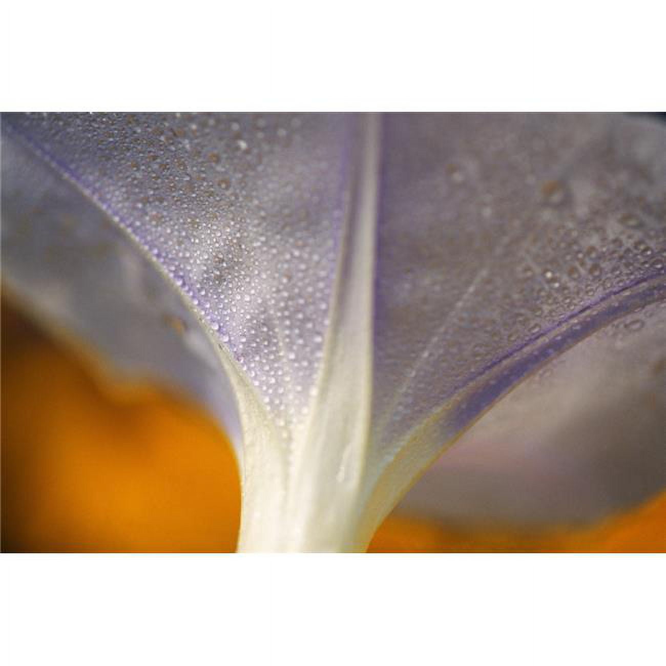 Underside of A Flower Blossom with Dew Poster Print by Natural ...