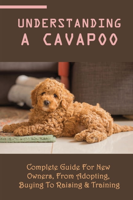 Understanding A Cavapoo: Complete Guide For New Owners, From Adopting ...