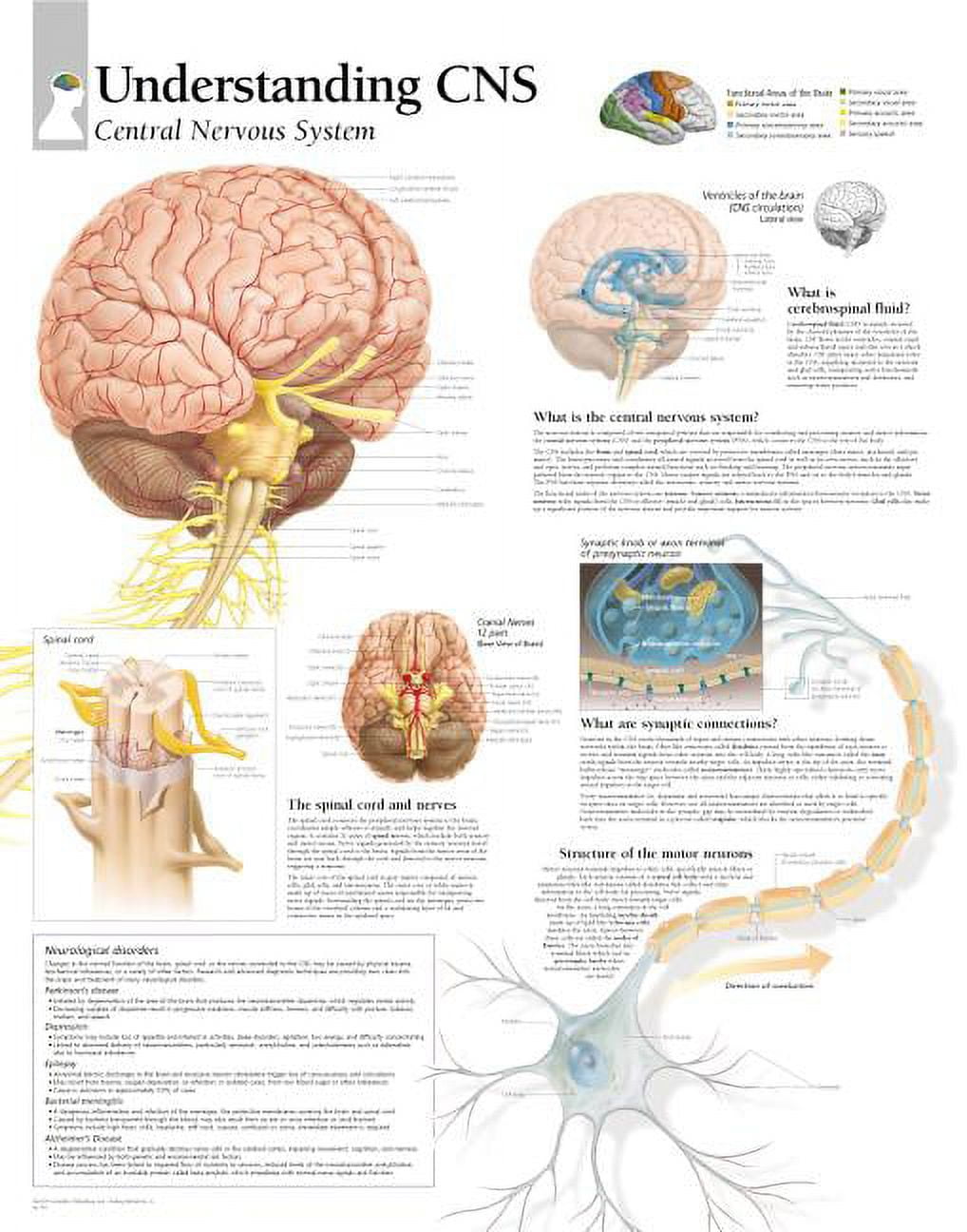 Understanding CNS Chart: Wall Chart (Other) - Walmart.com