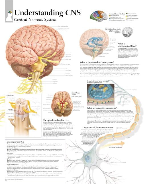 Understanding CNS chart : Laminated Wall Chart (Wallchart) - Walmart.com