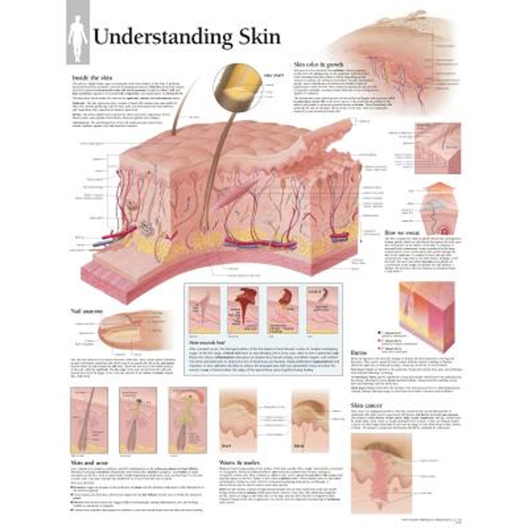Understanding Skin Chart (Hardcover) by Various - Walmart.com