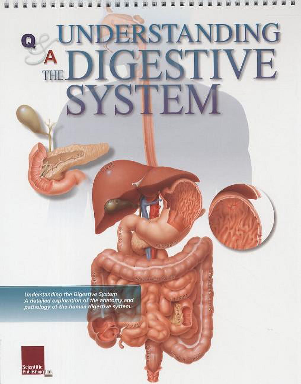 Understanding The Digestive System Flip Chart (Other) - Walmart.com