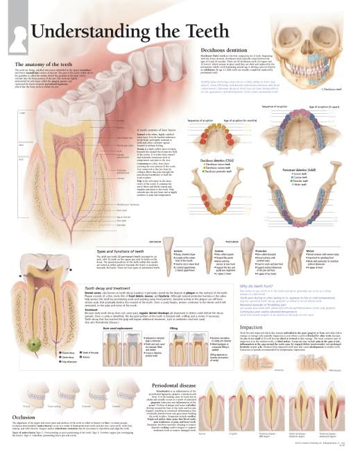 Understanding The Teeth chart : Wall Chart (Wallchart) - Walmart.com