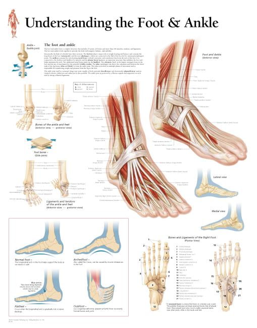 Understanding the Foot & Ankle chart : Laminated Wall Chart (Wallchart ...