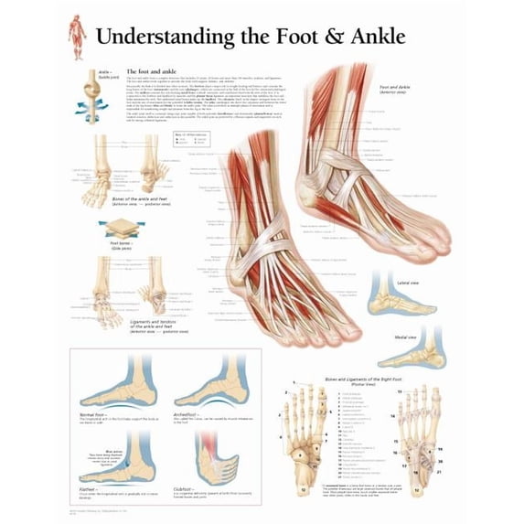 Understanding the Foot & Ankle chart : Laminated Wall Chart (Wallchart ...