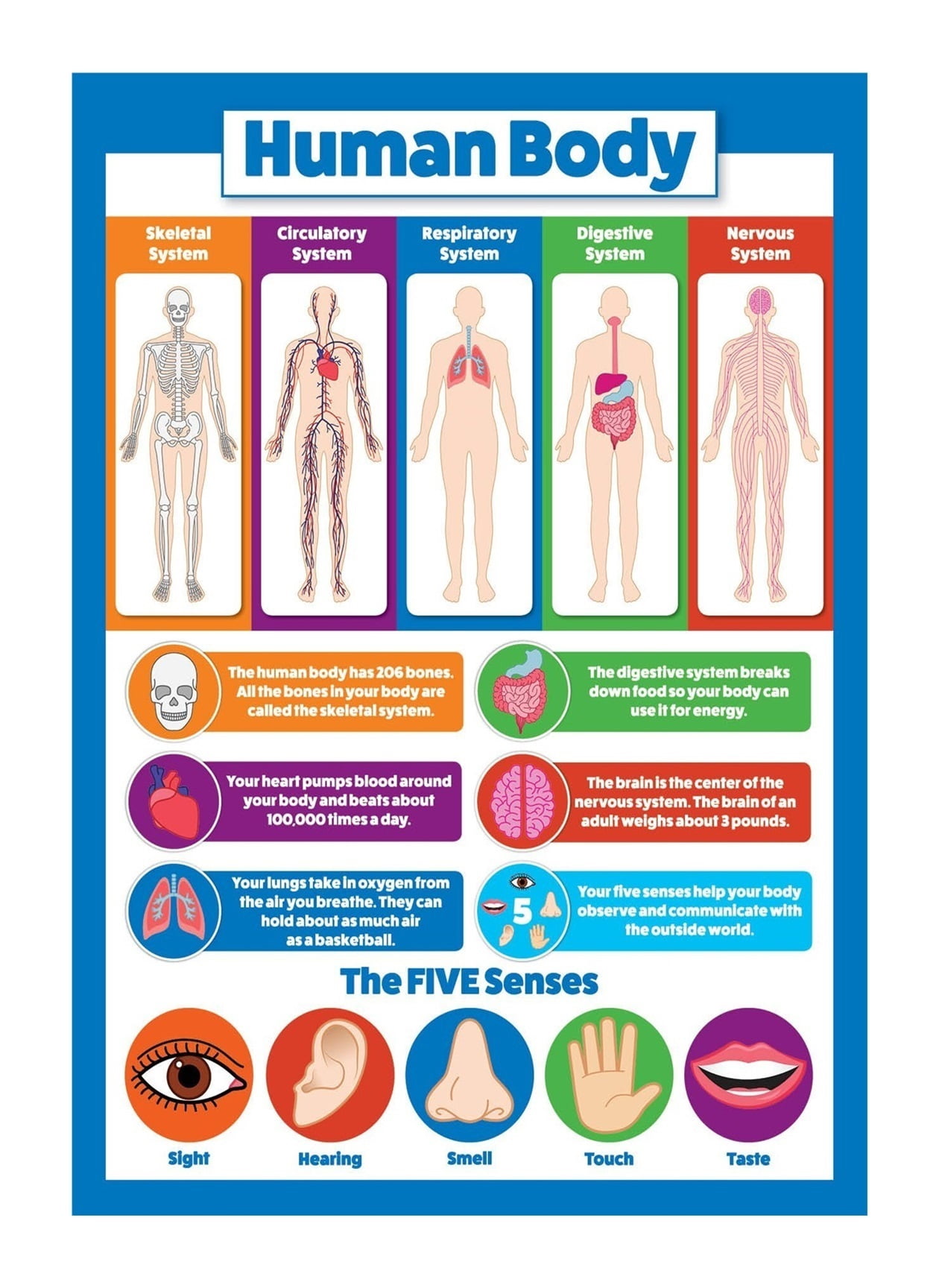 Understanding the Human Body Chart poster - Walmart.com