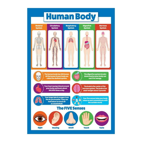 Understanding the Human Body Chart poster - Walmart.com