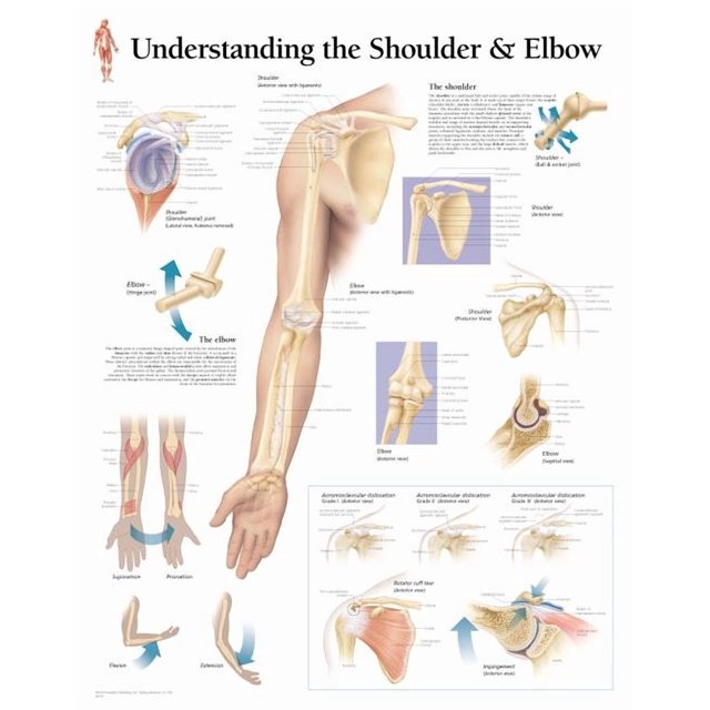 Understanding the Shoulder & Elbow chart : Laminated Wall Chart ...