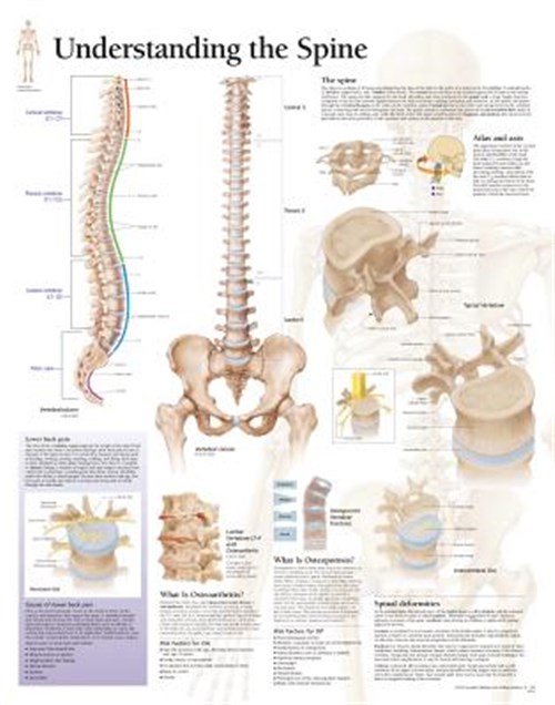 Pre-Owned Understanding the Spine chart : Laminated Wall Chart ...