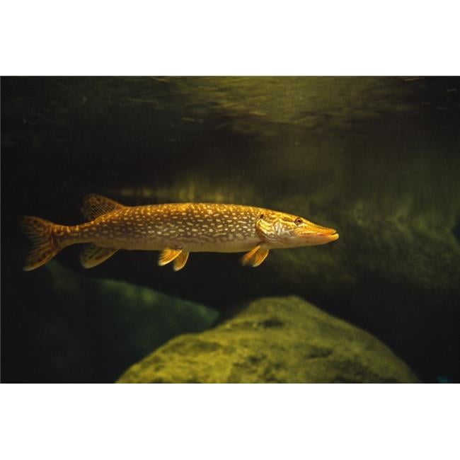 Underwater View of Northern Pike Poster Print by Natural Selection ...