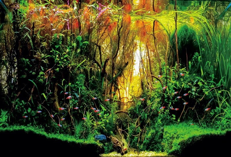 Underwater World Photography Background Undersea Seaweed Fish Landscape ...