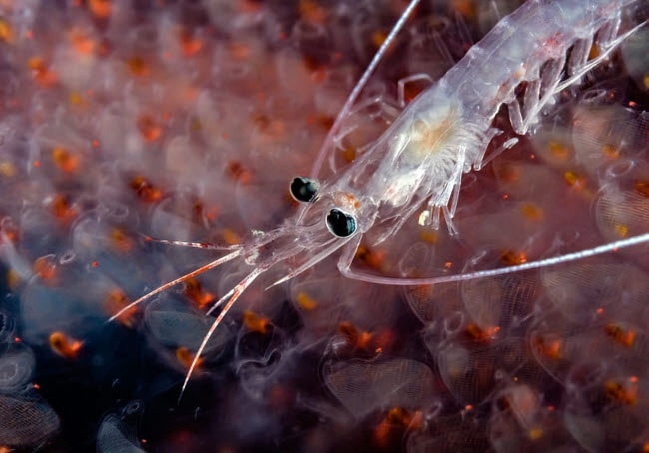 Undescribed shrimp larva on egg sack, Romblon, Philippines Poster Print ...