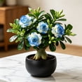 Unique Desert Rose - Desert Rose Bulbs - Surprise Growth - Exquisite ...