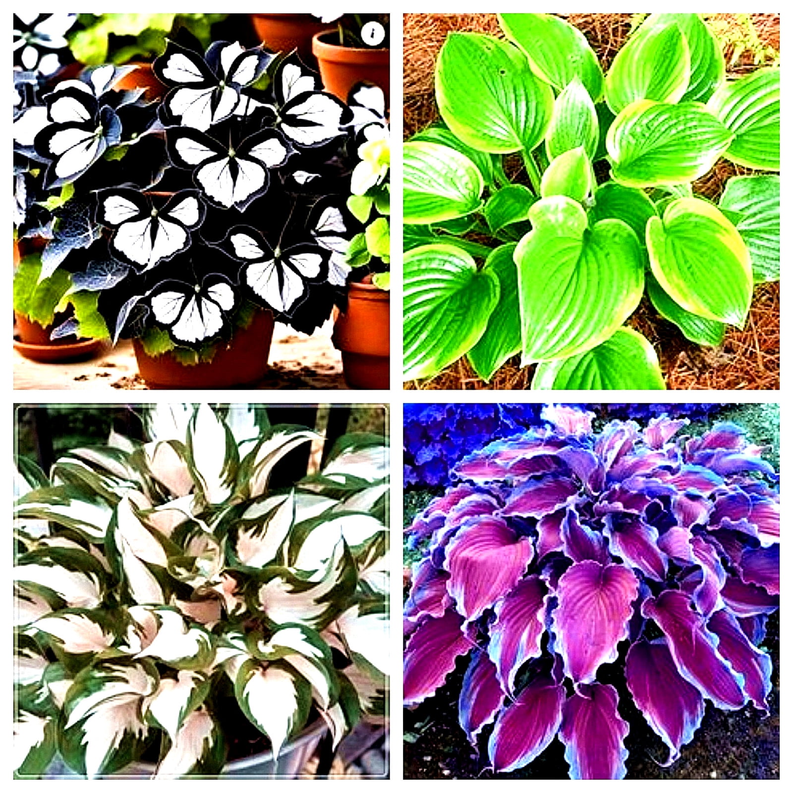 Unique Hosta Bulbs – Add Texture and Color to Your Garden - Walmart.com