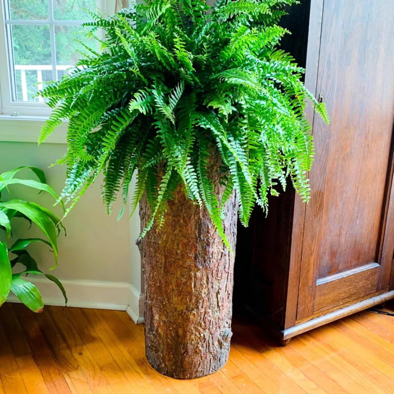 Unique Indoor Stump Planter and Flower Pot. Tall Rustic Indoor Cement ...