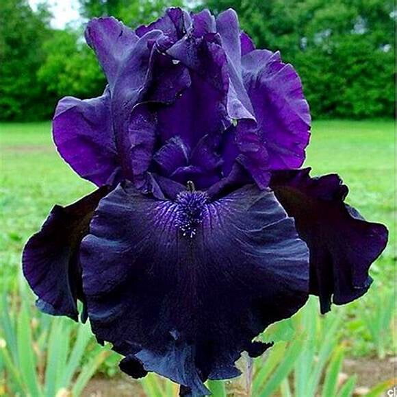 Unique irises, with their exotic blooms, become the focal point of any ...