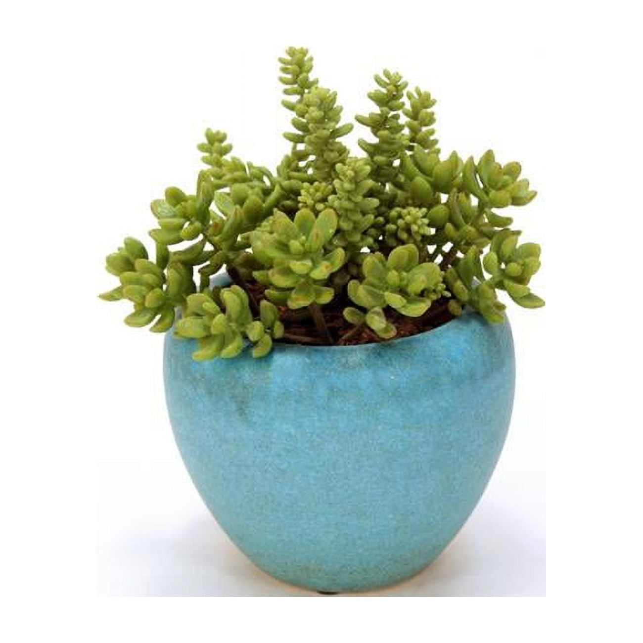 Unisex Short Succulents in Round Turquoise Pot - Green - Walmart.com
