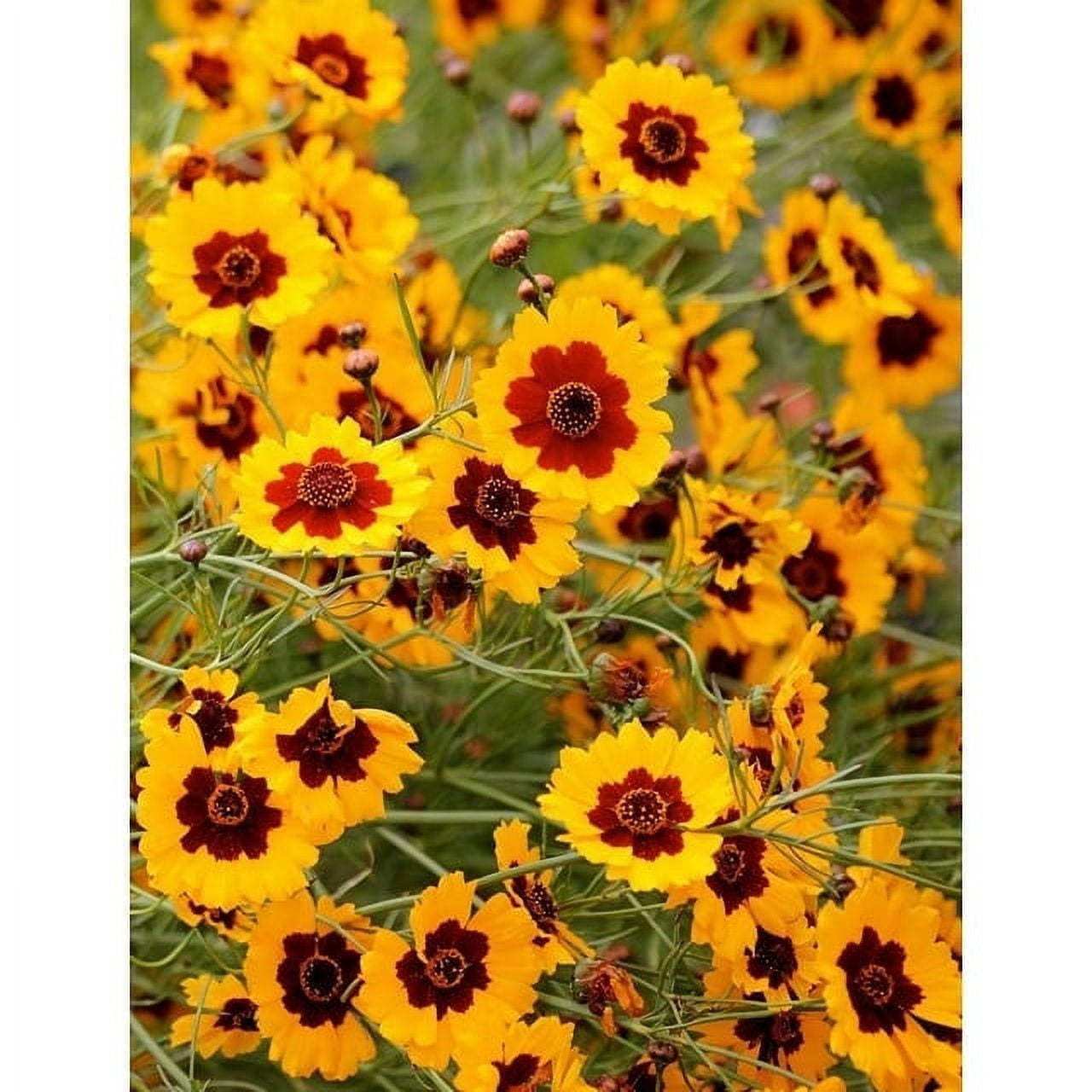 Unit CompanyCalliopsis Balcony s Unit for Beds 200+ Unit Pack (3 pack )outdoor/yard seeds(not ...