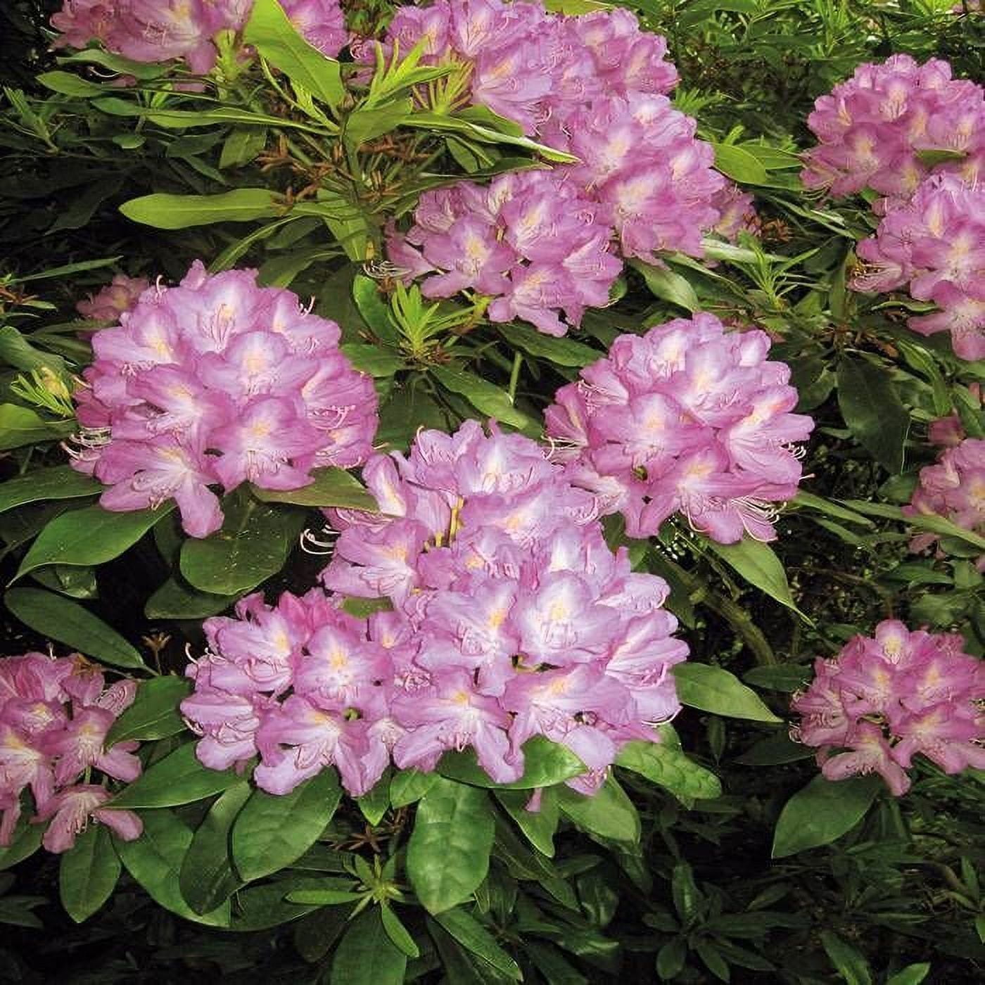 Sow and Grow 75 Mixed Hybrids Rhododendron Unit (5 pack ) | Outdoor ...