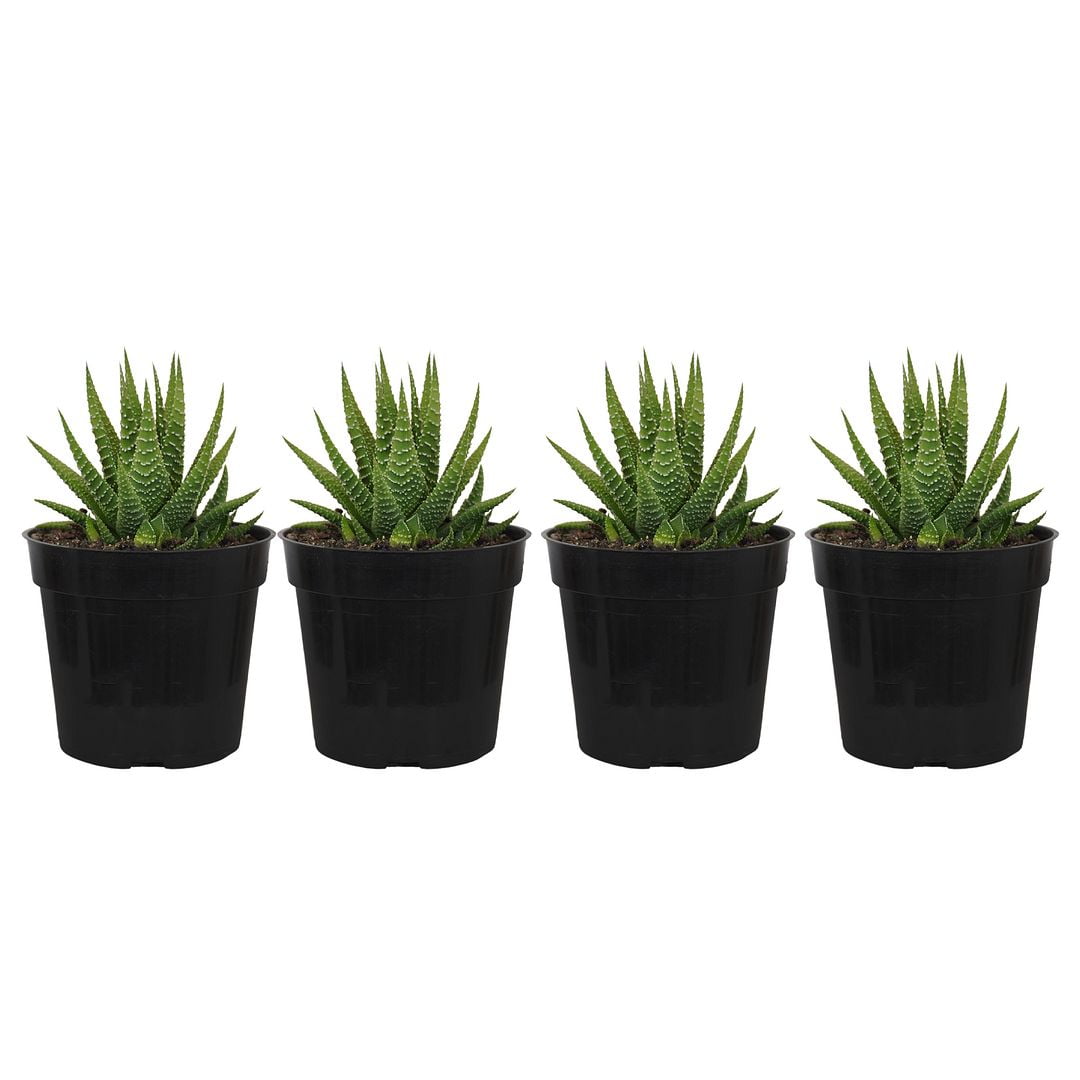 United Nursery 4 Pack of Live Zebra Plant Green and White Succulent ...