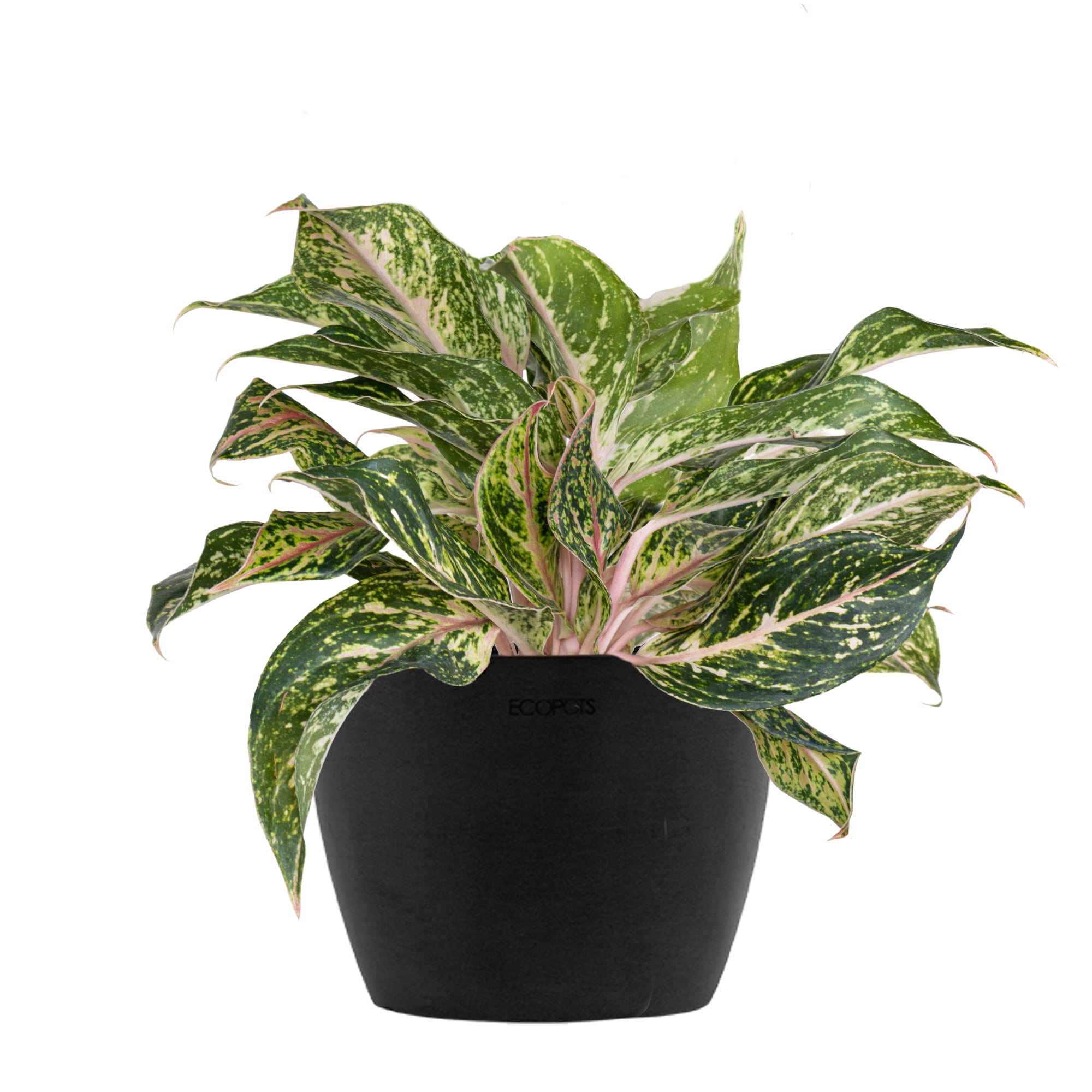 United Nursery Live Aglaonema Sparkling Sara Houseplant 12-14in Tall in ...