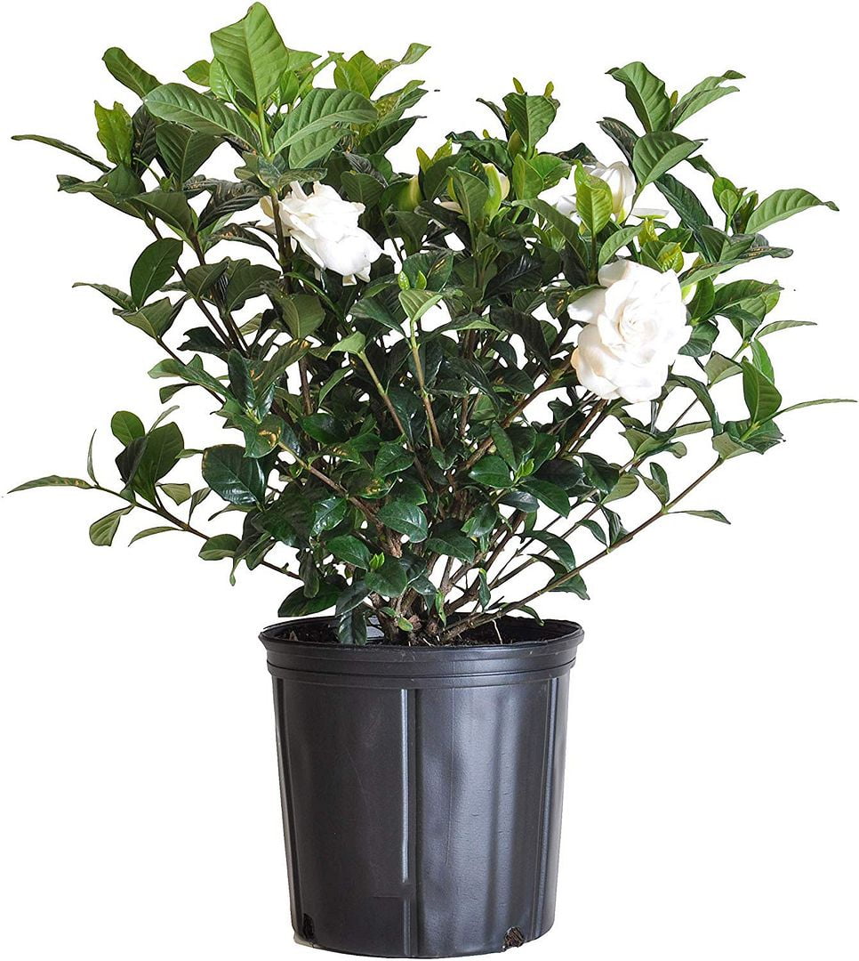 United Nursery Live Aimee Gardenia Bush Plant 10-14 inches Tall in 10 ...