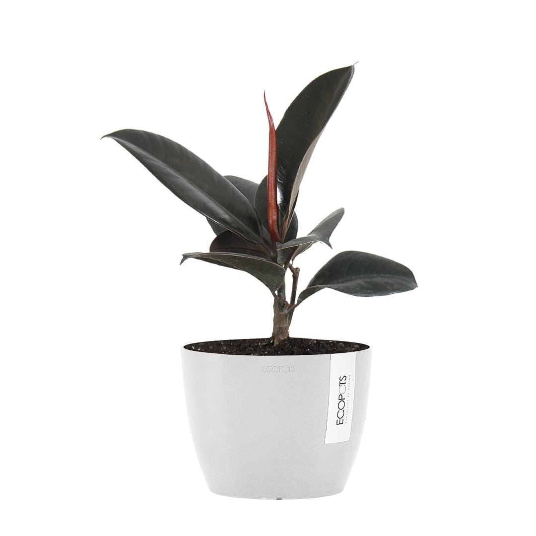 United Nursery Live Ficus Burgundy Houseplant 12-14in Tall in 6-inch ...