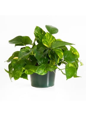 Pothos Plants in Indoor Plants - Walmart.com