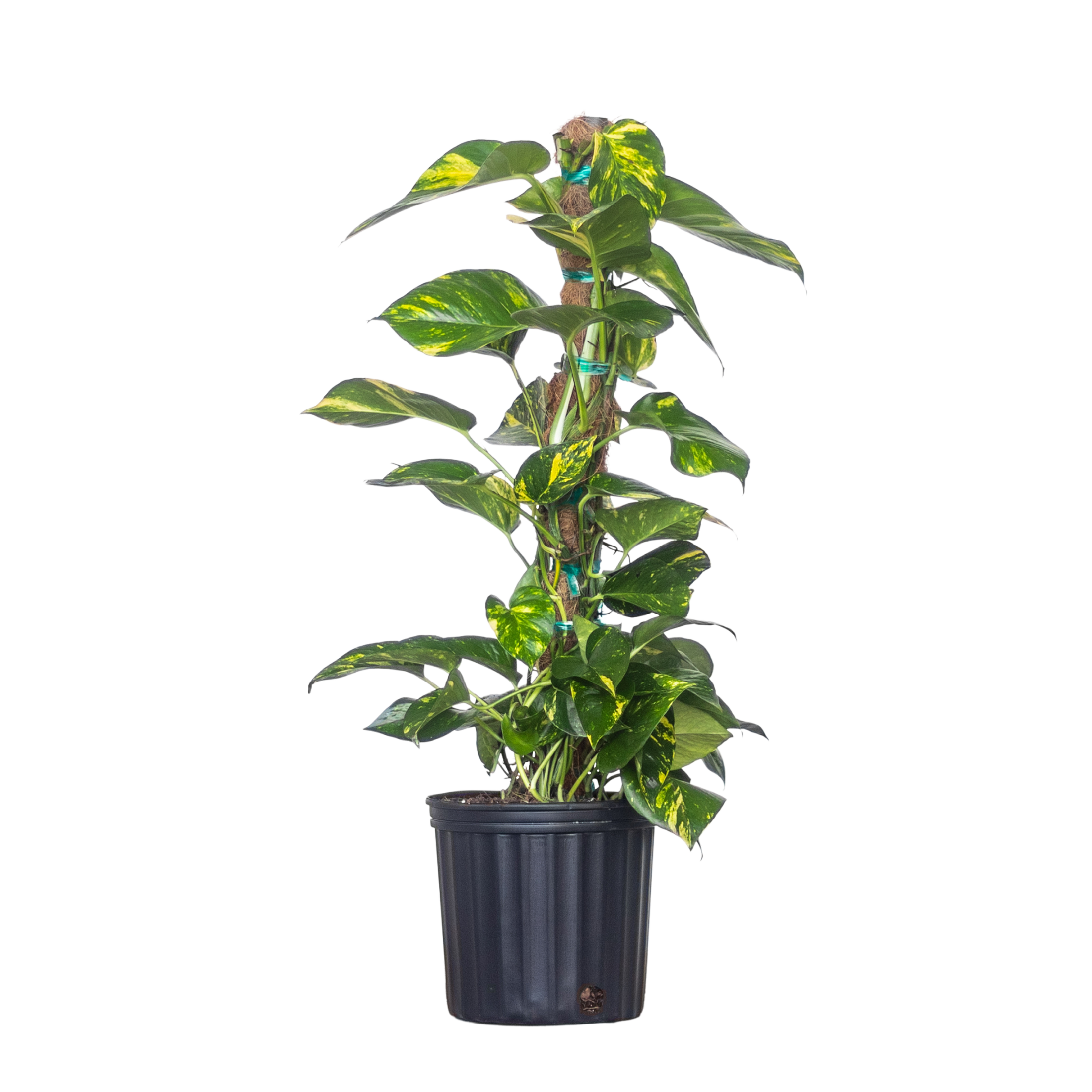 United Nursery Live Golden Pothos Totem Plant 34 Inches Tall in 9.25 ... United Nursery Live Golden Pothos Totem Plant 34 Inches Tall in 9.25 ...