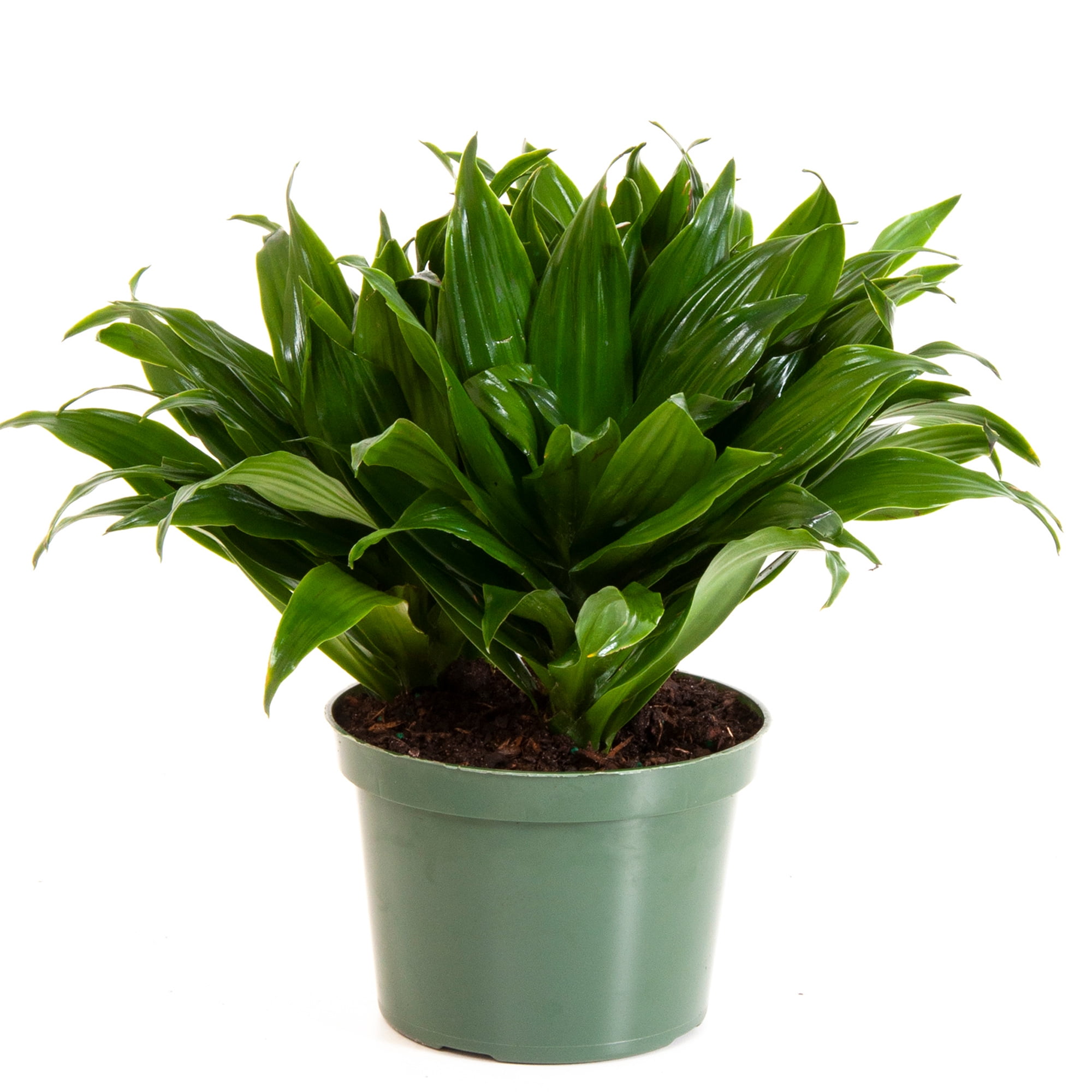 United Nursery Live Janet Craig Compacta Plant 10-16 inches Tall in 6 ...