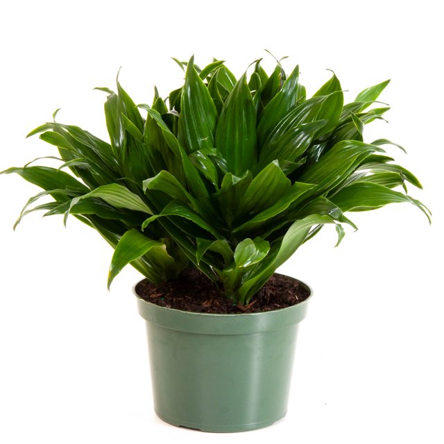 United Nursery Live Janet Craig Compacta Plant 10-16 inches Tall in 6 ...