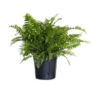 Firecracker Fern