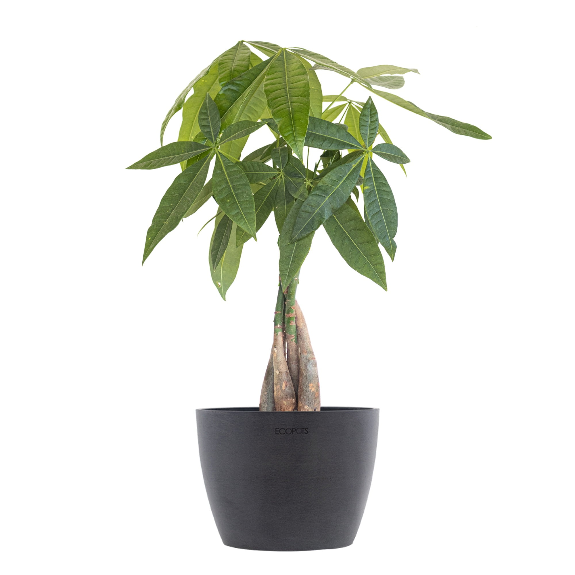 United Nursery Live Money Tree Houseplant 12-14in Tall in 6-inch ...